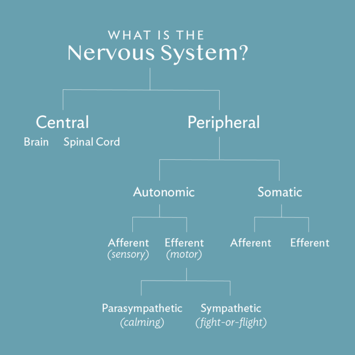 Regulating the Nervous System - Center for Health & Wellbeing